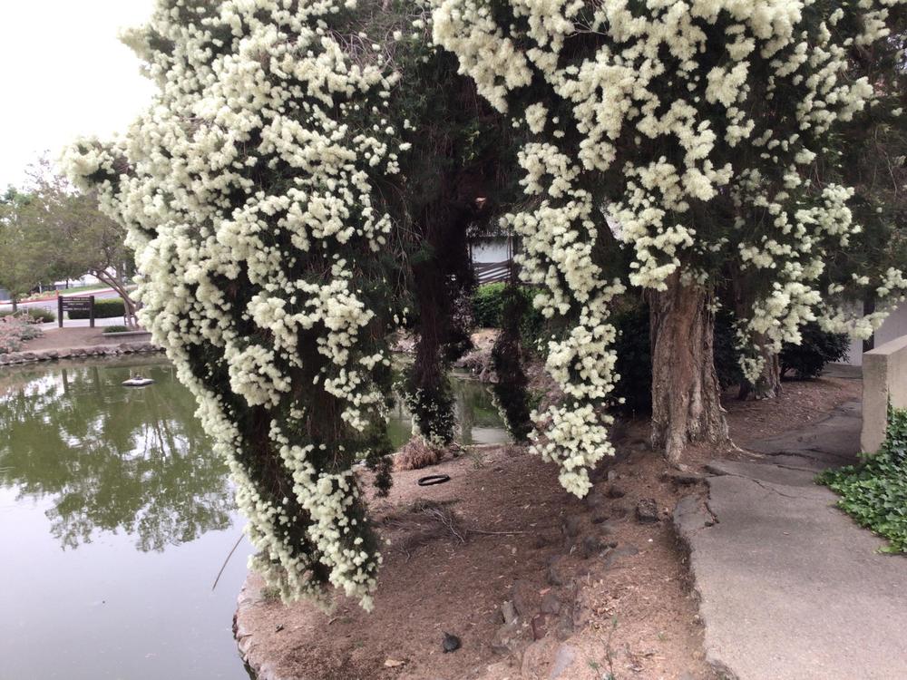Flax Leaf Paperbark (Melaleuca linariifolia) in the Melaleucas Database ...
