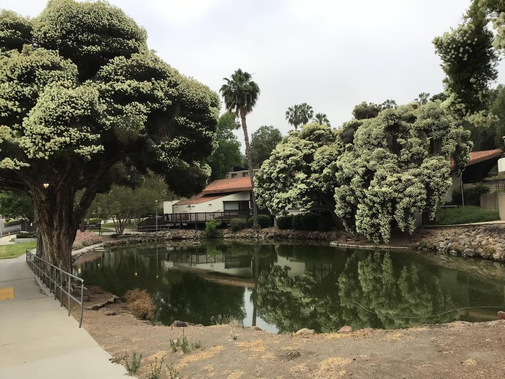 Photo of the entire plant of Flax Leaf Paperbark (Melaleuca ...
