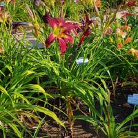 Photo of the entire plant of Daylily (Hemerocallis 'Southern Wizard ...