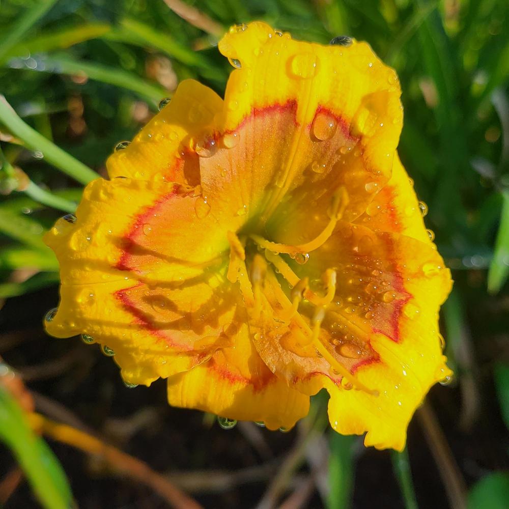 Photo of the bloom of Daylily (Hemerocallis 'Jason Salter') posted by LoriMT - Garden.org