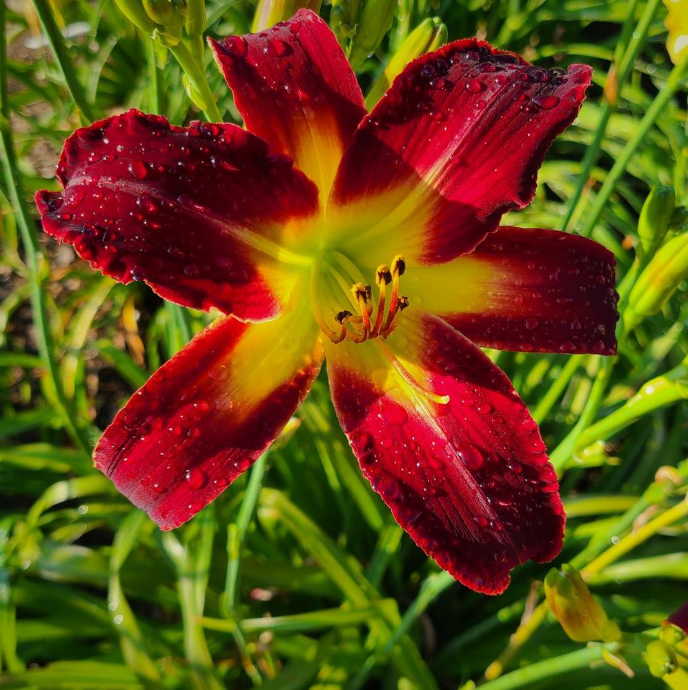 Photo of the bloom of Daylily (Hemerocallis 'Red Sally') posted by ...
