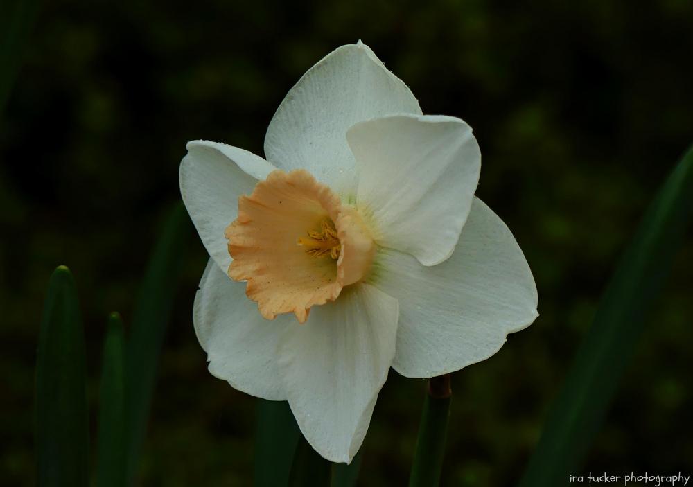 Photo of the bloom of Large-cupped Daffodil (Narcissus 'Fragrant Rose ...