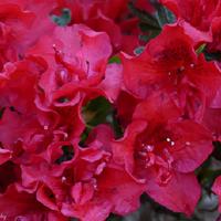 Photo of the bloom of Azalea (Rhododendron Encore® Autumn Fire™) posted ...