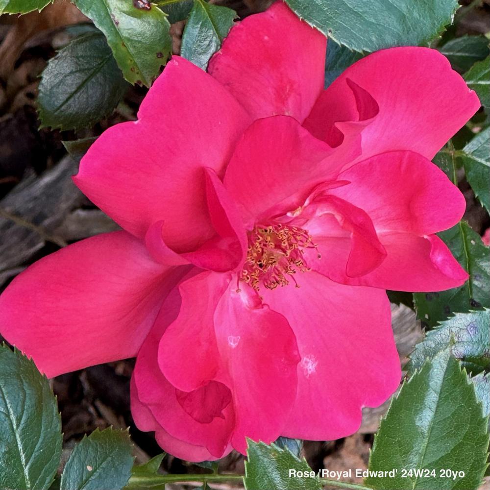 Rose (Rosa 'Royal Edward') in the Roses Database - Garden.org