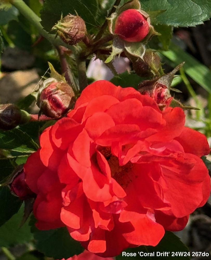 Photo of the bloom of Rose (Rosa 'Coral Drift') posted by frankrichards16 - Garden.org