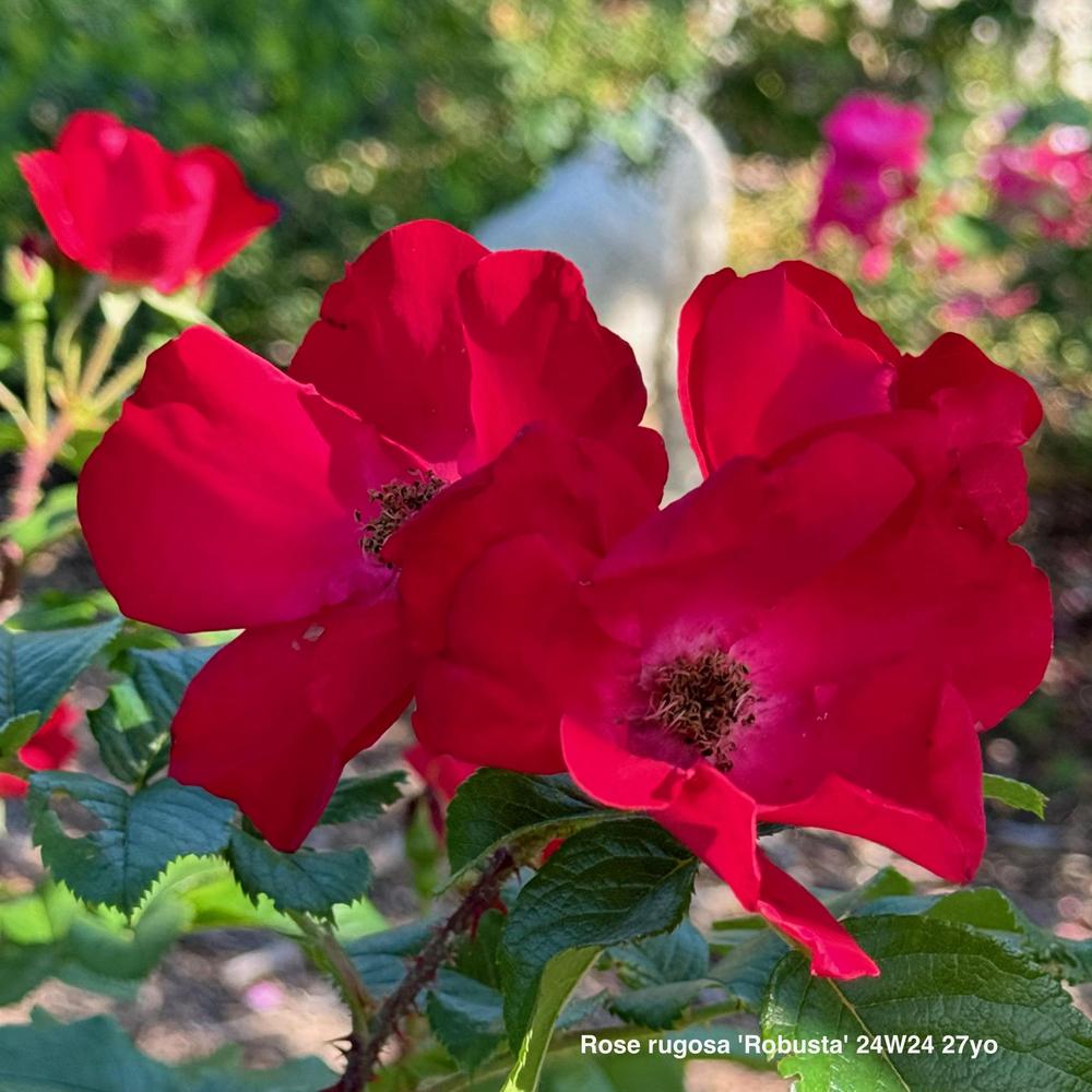 Rose (Rosa 'Robusta') in the Roses Database - Garden.org