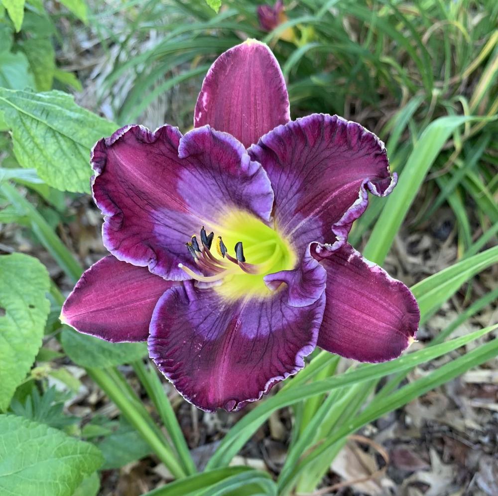 Photo of the bloom of Daylily (Hemerocallis 'I Got Blue Babe') posted ...