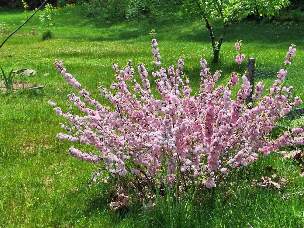Photo of the entire plant of Pink Flowering Almond (Prunus glandulosa ...