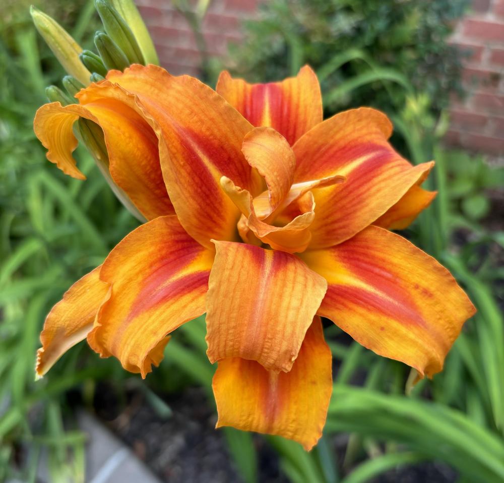Mystery Daylily in the Daylilies forum - Garden.org