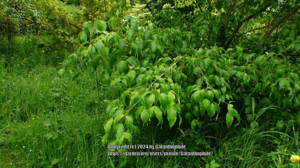 Photo of the leaves of Chinese Dogwood (Cornus kousa subsp. chinensis ...