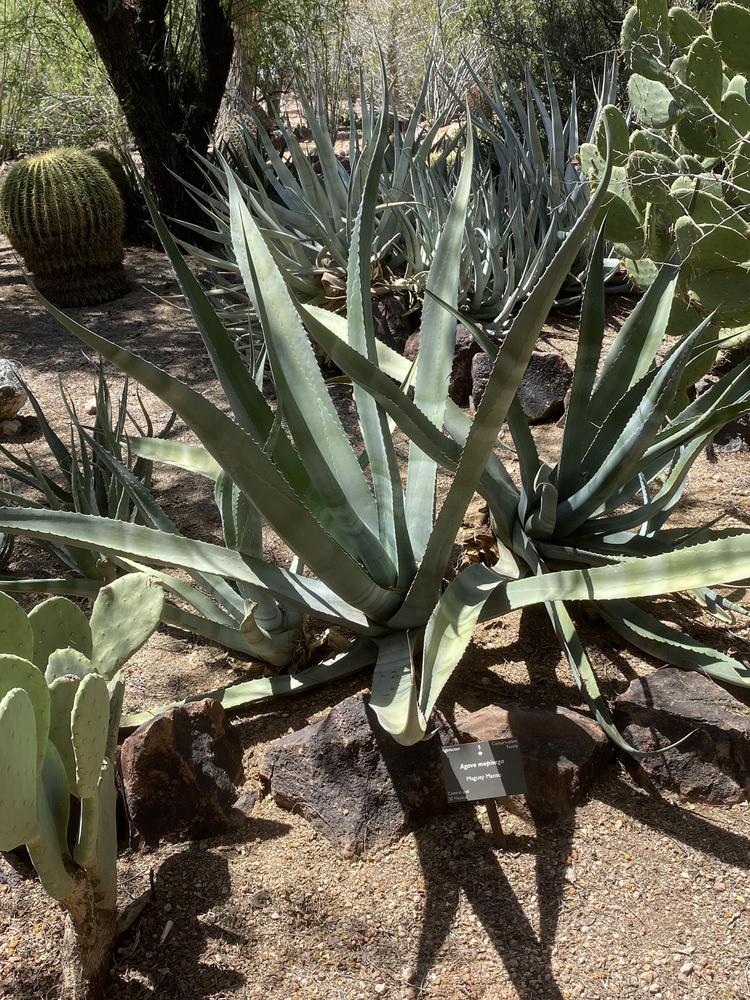 Manos Largas (Agave mapisaga) in the Agaves Database - Garden.org