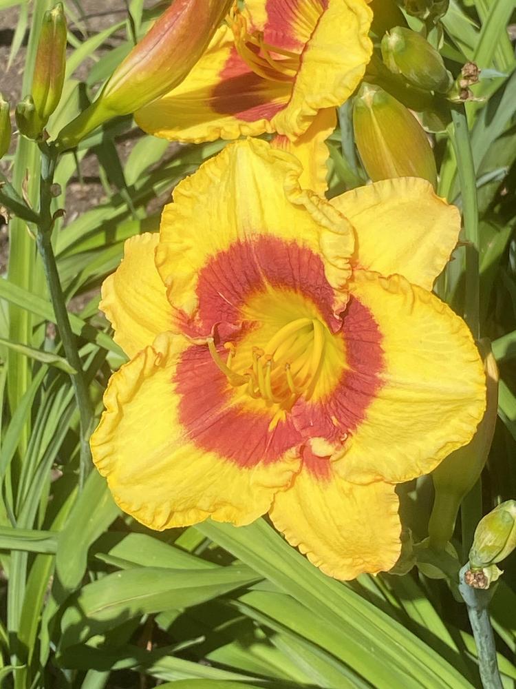 Photo of the bloom of Daylily (Hemerocallis 'Apollo's Fire') posted by ...
