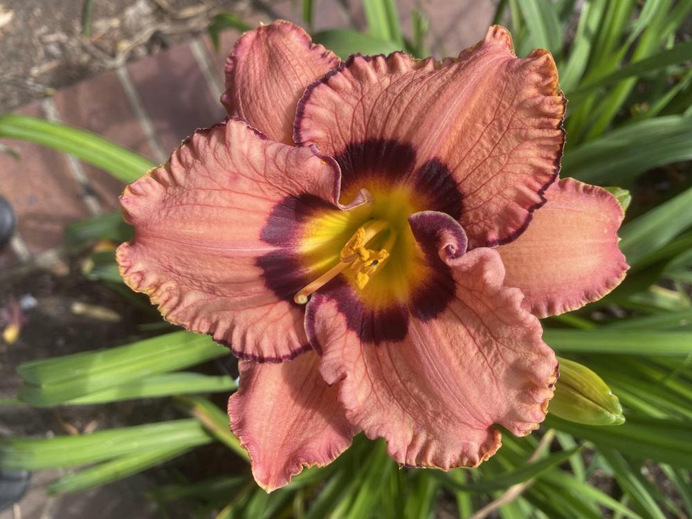 Photo of the bloom of Daylily (Hemerocallis 'New Adventure') posted by ...