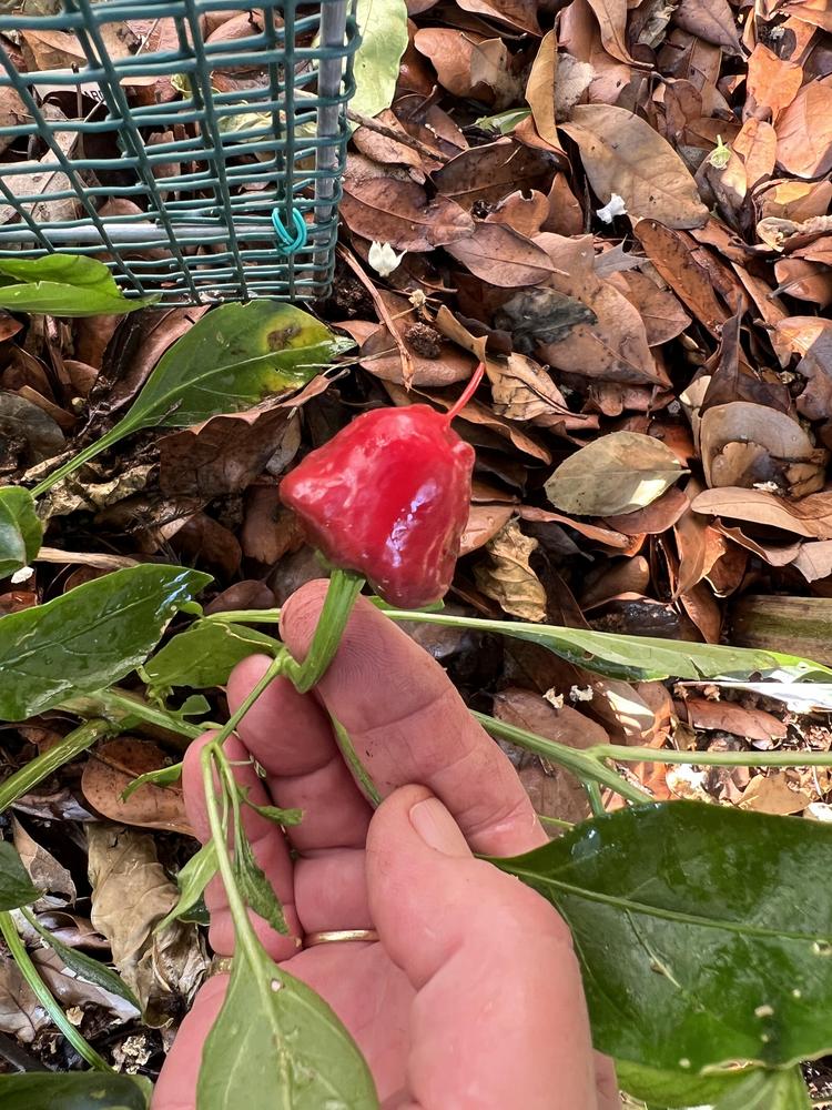 Weird Pepper Growing in the Vegetables and Fruit forum - Garden.org