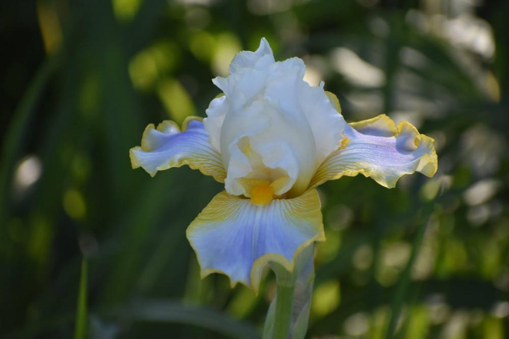 Photo of the bloom of Tall Bearded Iris (Iris 'Morning Sunrise') posted ...
