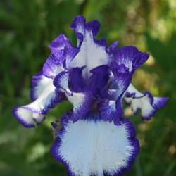 Tall Bearded Iris (Iris 'Rare Treat') in the Irises Database - Garden.org