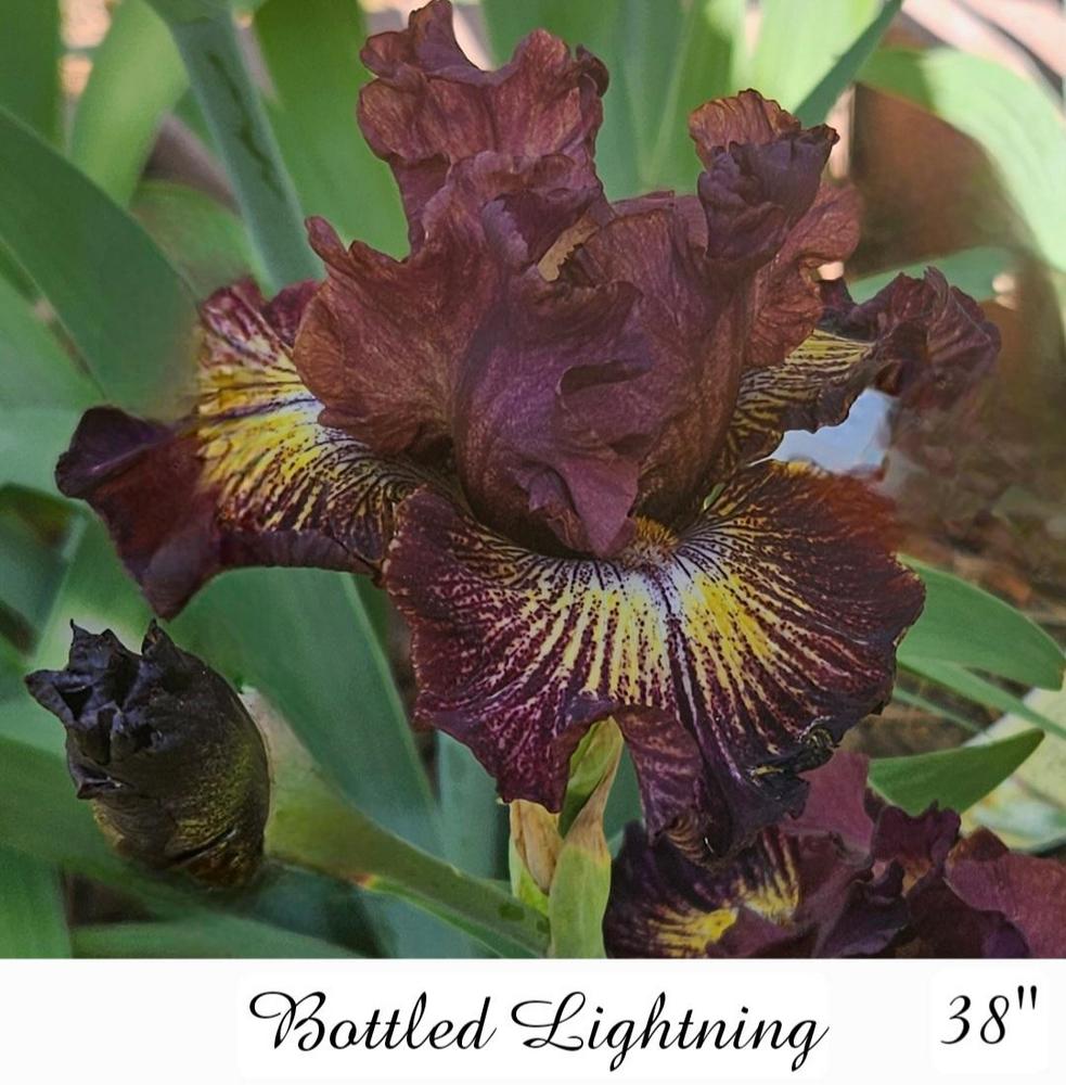 Tall Bearded Iris (Iris 'Bottled Lightning') in the Irises Database ...
