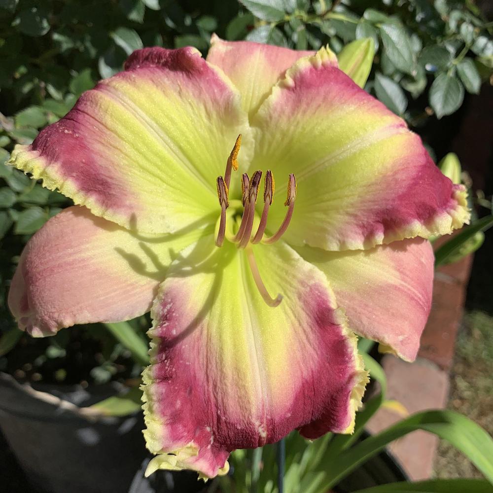 Photo of the bloom of Daylily (Hemerocallis 'Raspberry Mint Sorbet ...
