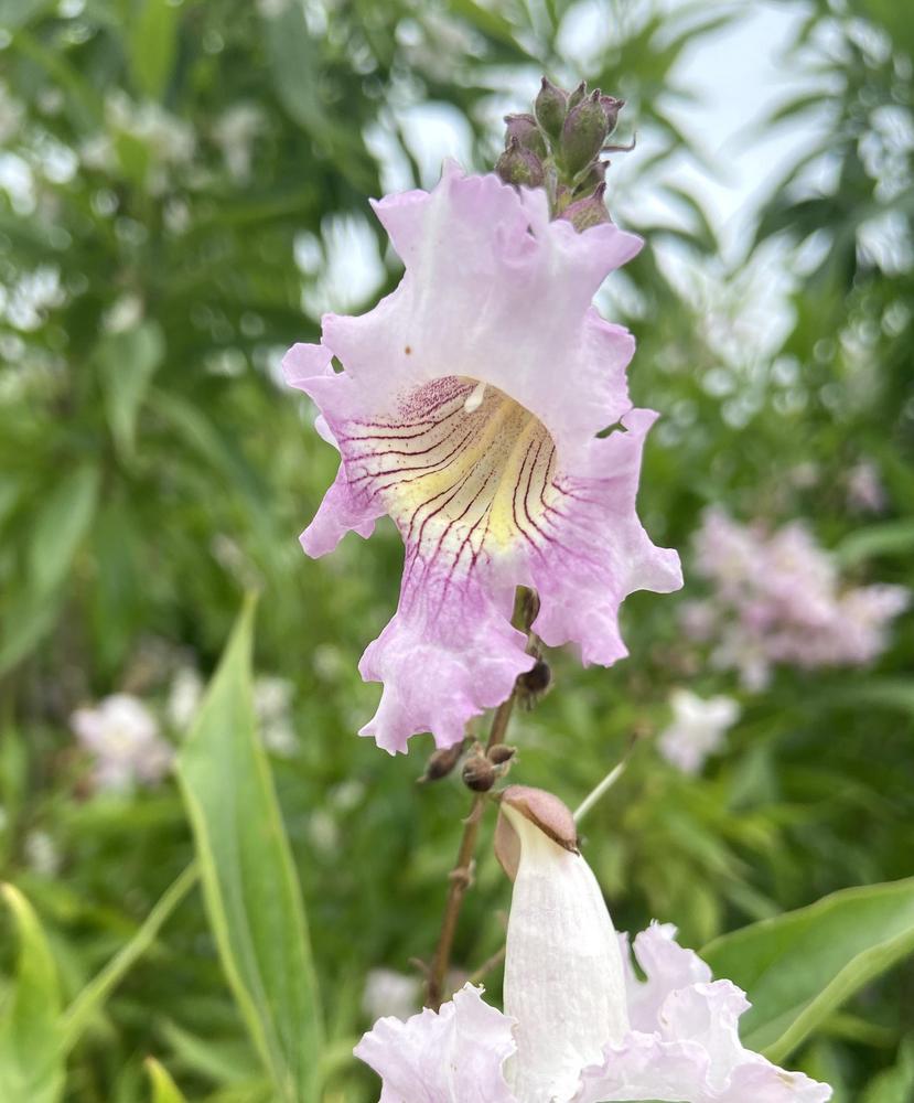 Photo of the bloom of Chitalpa (XChitalpa tashkentensis 'Pink Dawn ...