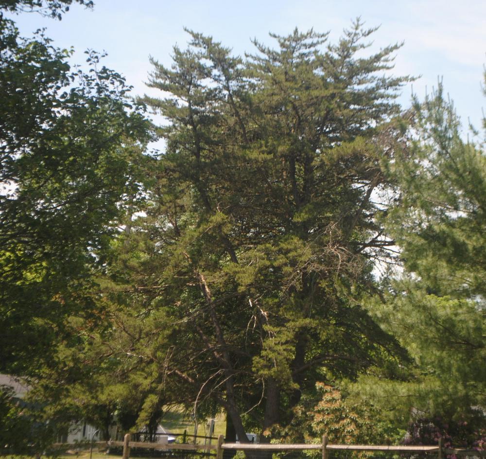 Photo of the entire plant of Scrub Pine (Pinus virginiana) posted by ...