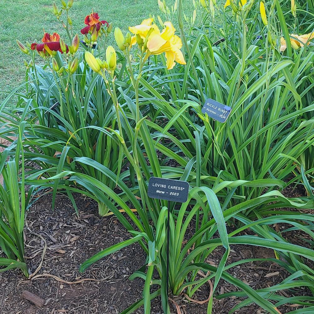 Photo of the entire plant of Daylily (Hemerocallis 'Loving Caress ...