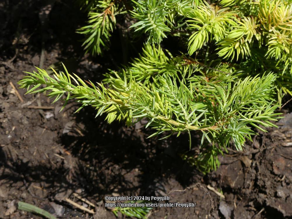 Photo of the leaves of Shore Juniper (Juniperus rigida subsp. conferta ...