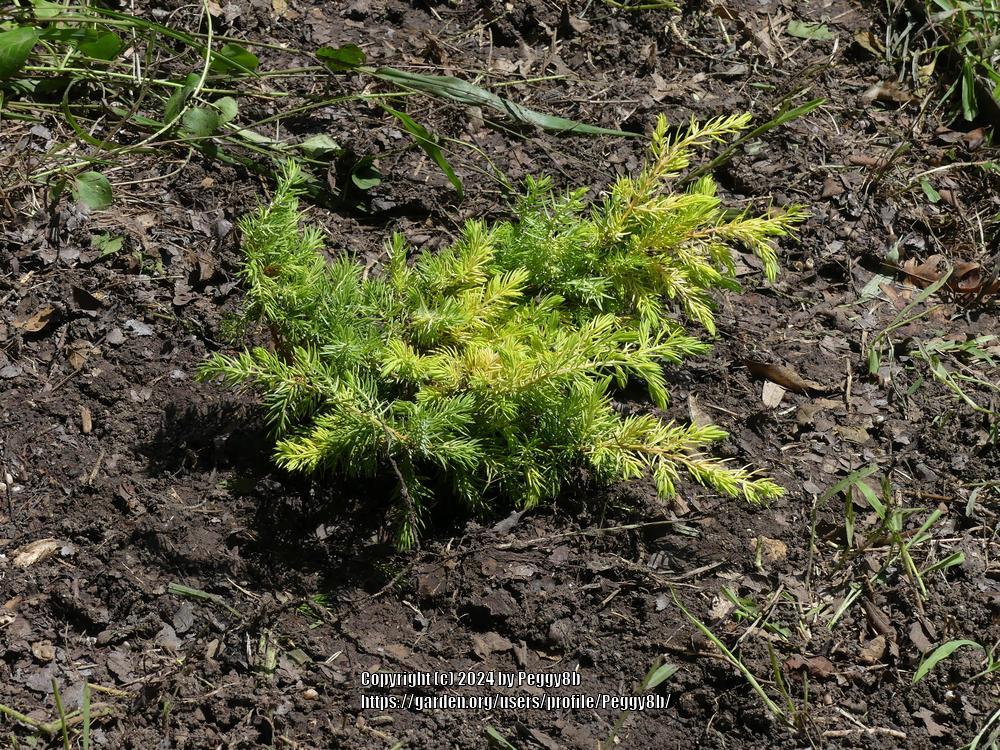 Photo of the entire plant of Shore Juniper (Juniperus rigida subsp ...