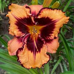 Daylily (Hemerocallis 'Gavin Petit') in the Daylilies Database - Garden.org