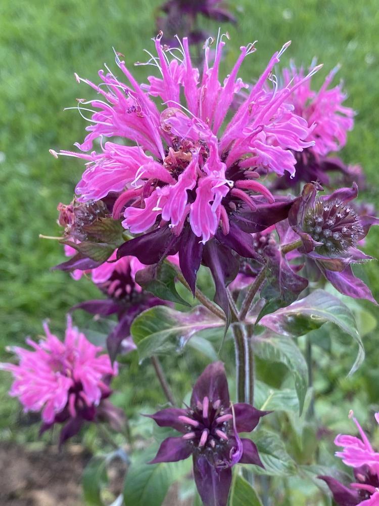 Photo of the bloom of Bee Balms (Monarda) posted by SL_gardener ...