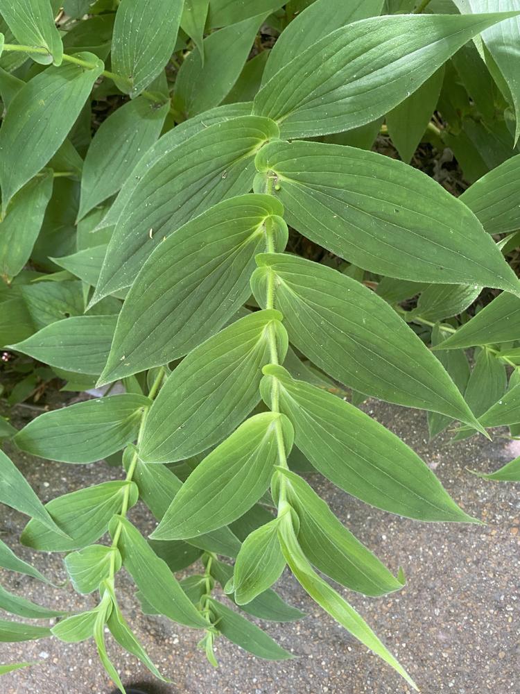 Photo of the leaves of Yellow Chinese Toad Lily (Tricyrtis macrantha ...