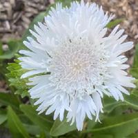 Photo of the bloom of Stokes' Aster (Stokesia laevis 'Divinity') posted ...