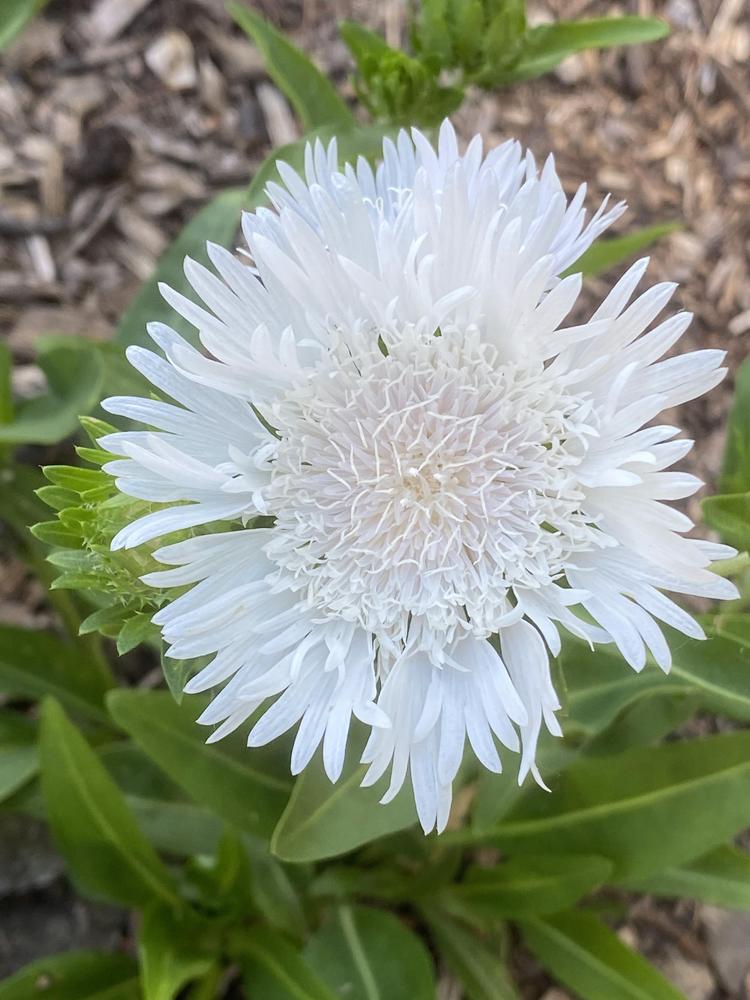 Photo of the bloom of Stokes' Aster (Stokesia laevis 'Divinity') posted ...