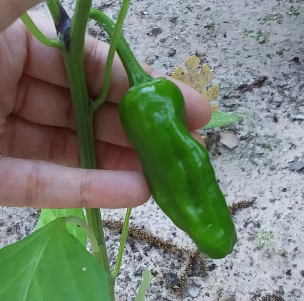 Photo of the fruit of Bell Pepper (Capsicum annuum 'Merlot') posted by ...