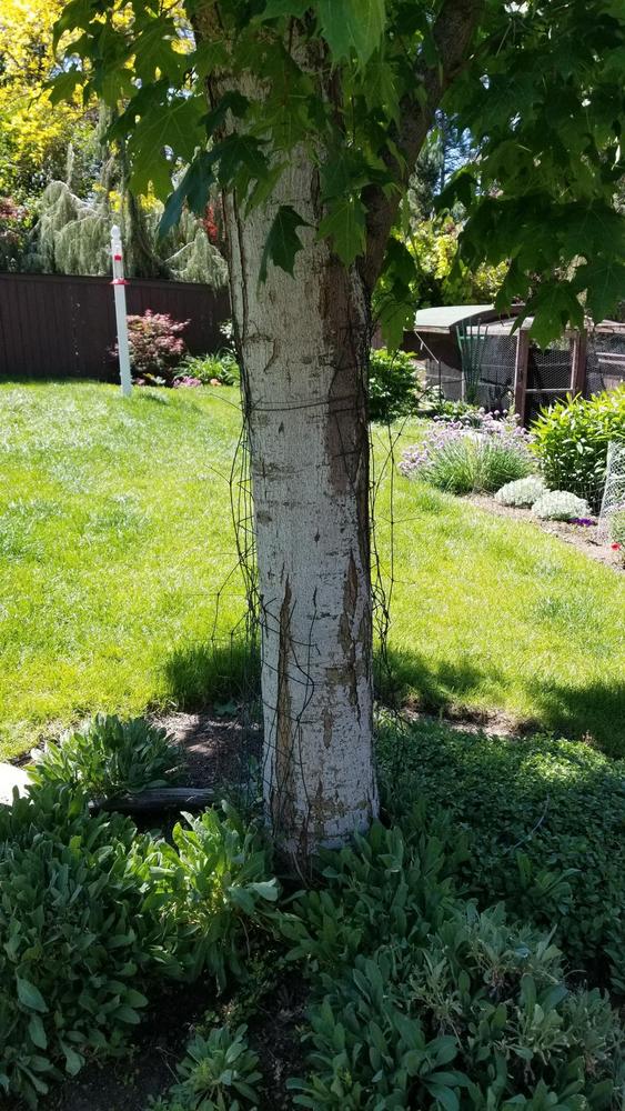 Red Maple in distress in the Ask a Question forum - Garden.org