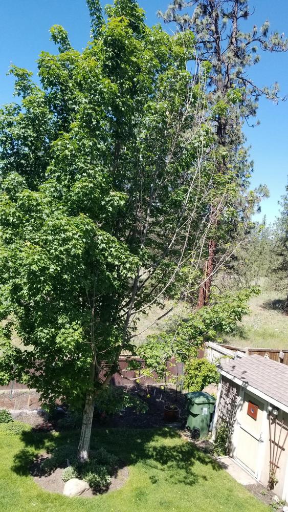 Red Maple in distress in the Ask a Question forum - Garden.org