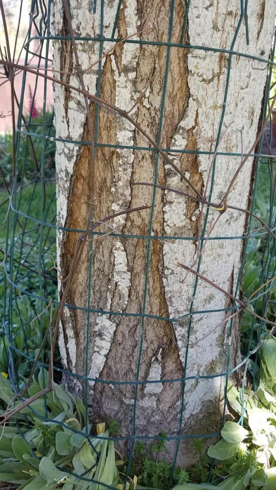 Red Maple in distress in the Ask a Question forum - Garden.org