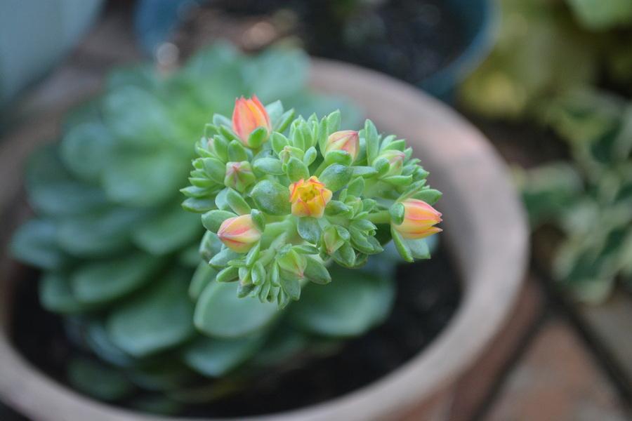 Photo of the bloom of Conchita (Echeveria 'Elfstone') posted by jathton ...