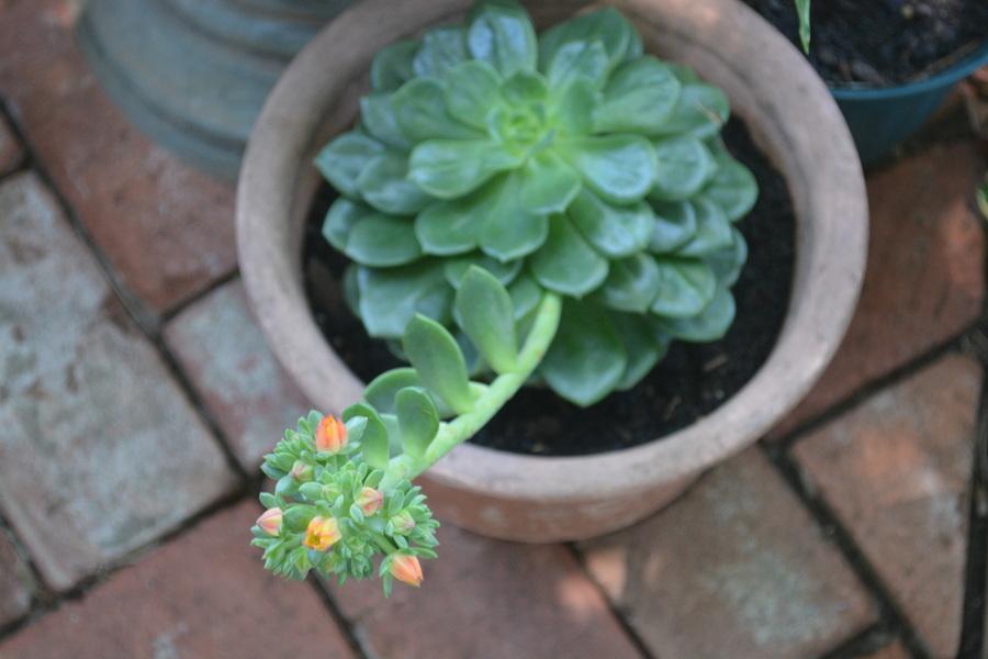 Photo of the entire plant of Conchita (Echeveria 'Elfstone') posted by ...