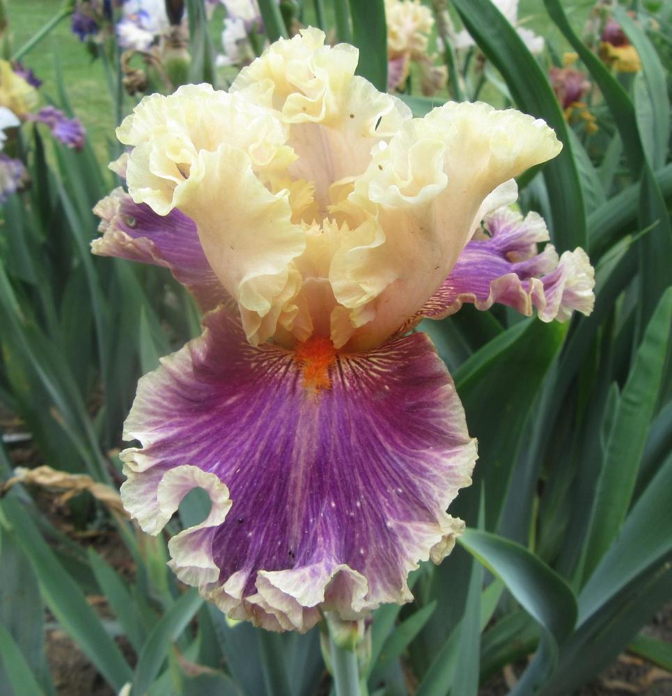 Photo of the bloom of Tall Bearded Iris (Iris 'Sound Waves') posted by tveguy3 - Garden.org