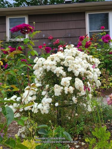 June 2024 -- Photos and Chat in the Roses forum - Garden.org