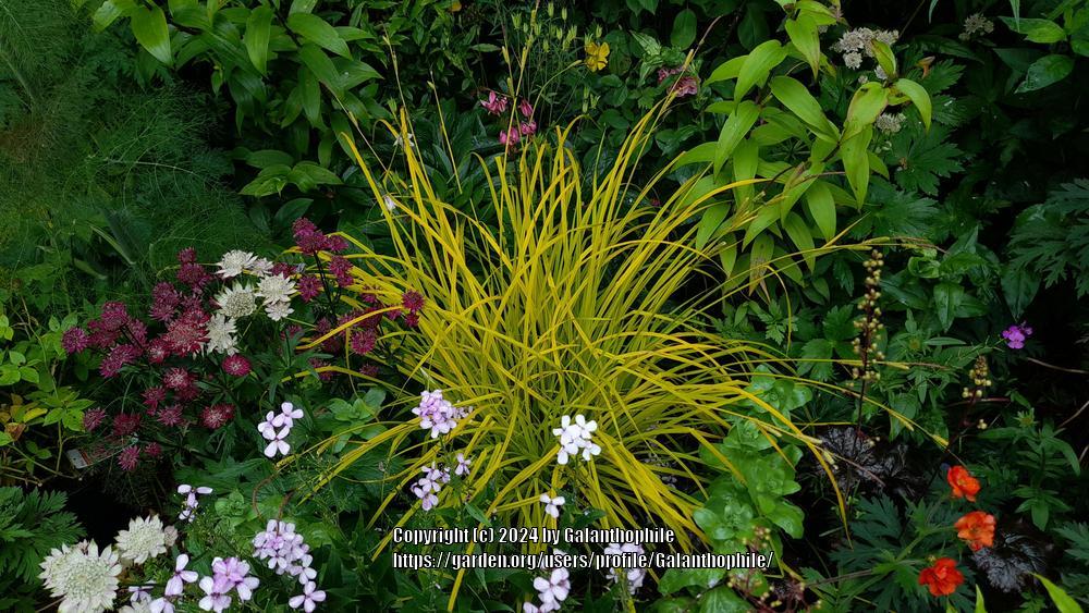 Bowles' Golden Sedge (Carex elata 'Aurea') in the Sedges Database ...
