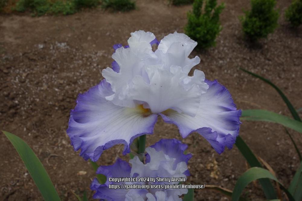 Photo of the bloom of Tall Bearded Iris (Iris 'Cloud Palace') posted by ...