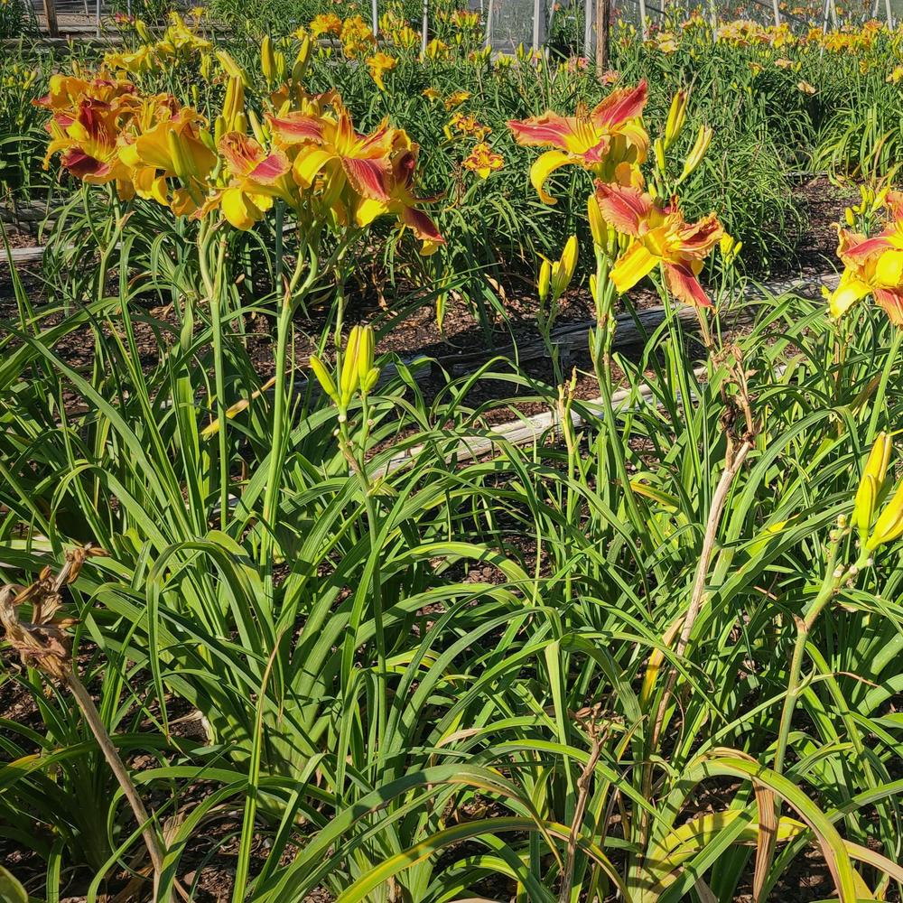 Photo of the entire plant of Daylily (Hemerocallis 'Topguns Alpha ...
