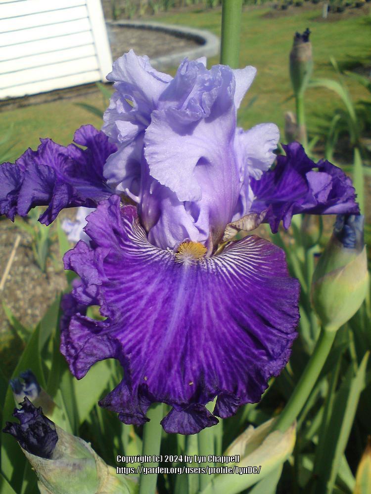 Tall Bearded Iris (Iris 'Imagineer') in the Irises Database - Garden.org