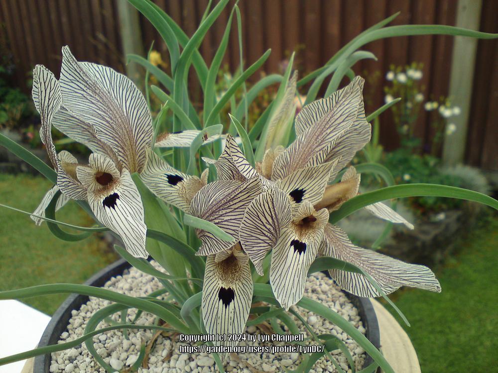 Photo of the entire plant of Species Iris (Iris acutiloba subsp ...