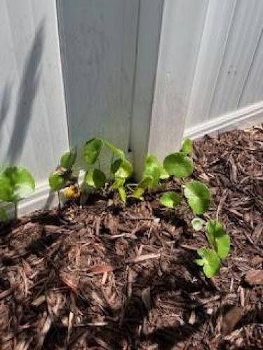 Dollar Weed in the Ask a Question forum - Garden.org