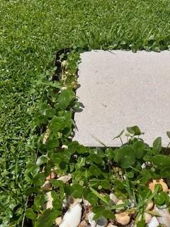 Dollar Weed in the Ask a Question forum - Garden.org