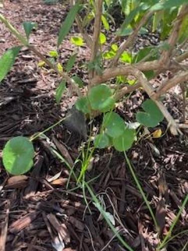 Dollar Weed in the Ask a Question forum - Garden.org