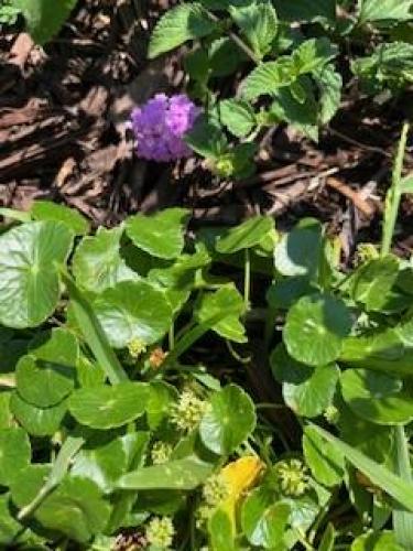 Dollar Weed in the Ask a Question forum - Garden.org