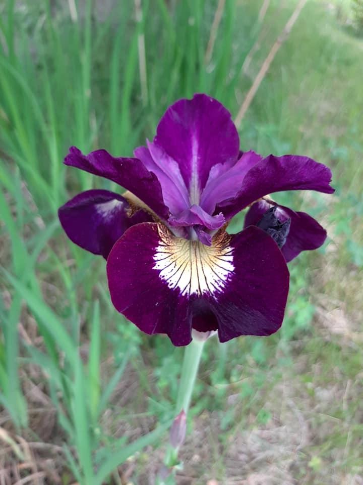 Photo of the bloom of Siberian Iris (Iris 'Sultan's Ruby') posted by ...